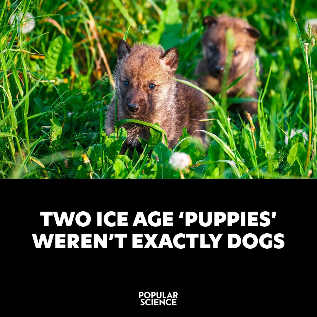 14,000-Year-Old Tumat Puppies Preserved in Permafrost Confirmed as Wolf ...
