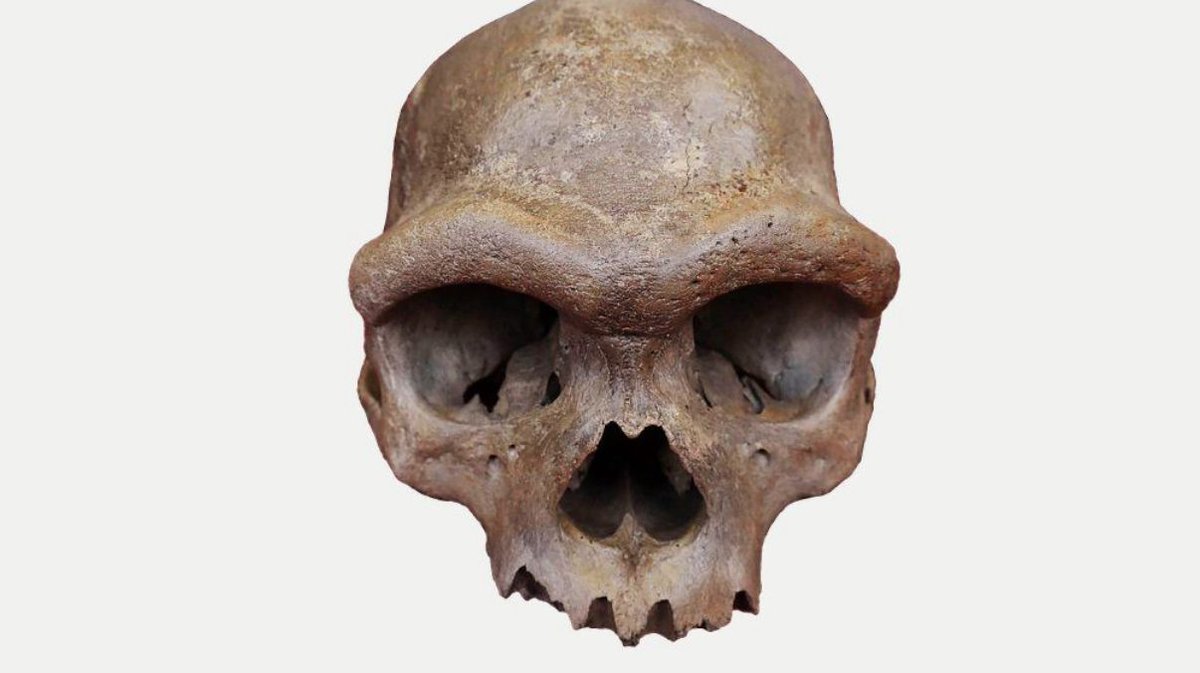 146,000-Year-Old Dragon Man Denisovan Skull in China Reveals Face ...