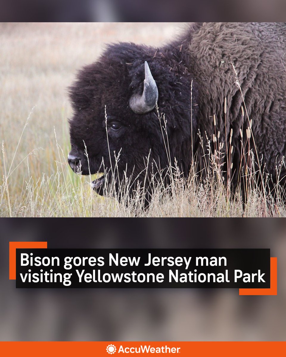 30-Year-Old New Jersey Man Gored by Bison Near Old Faithful at ...
