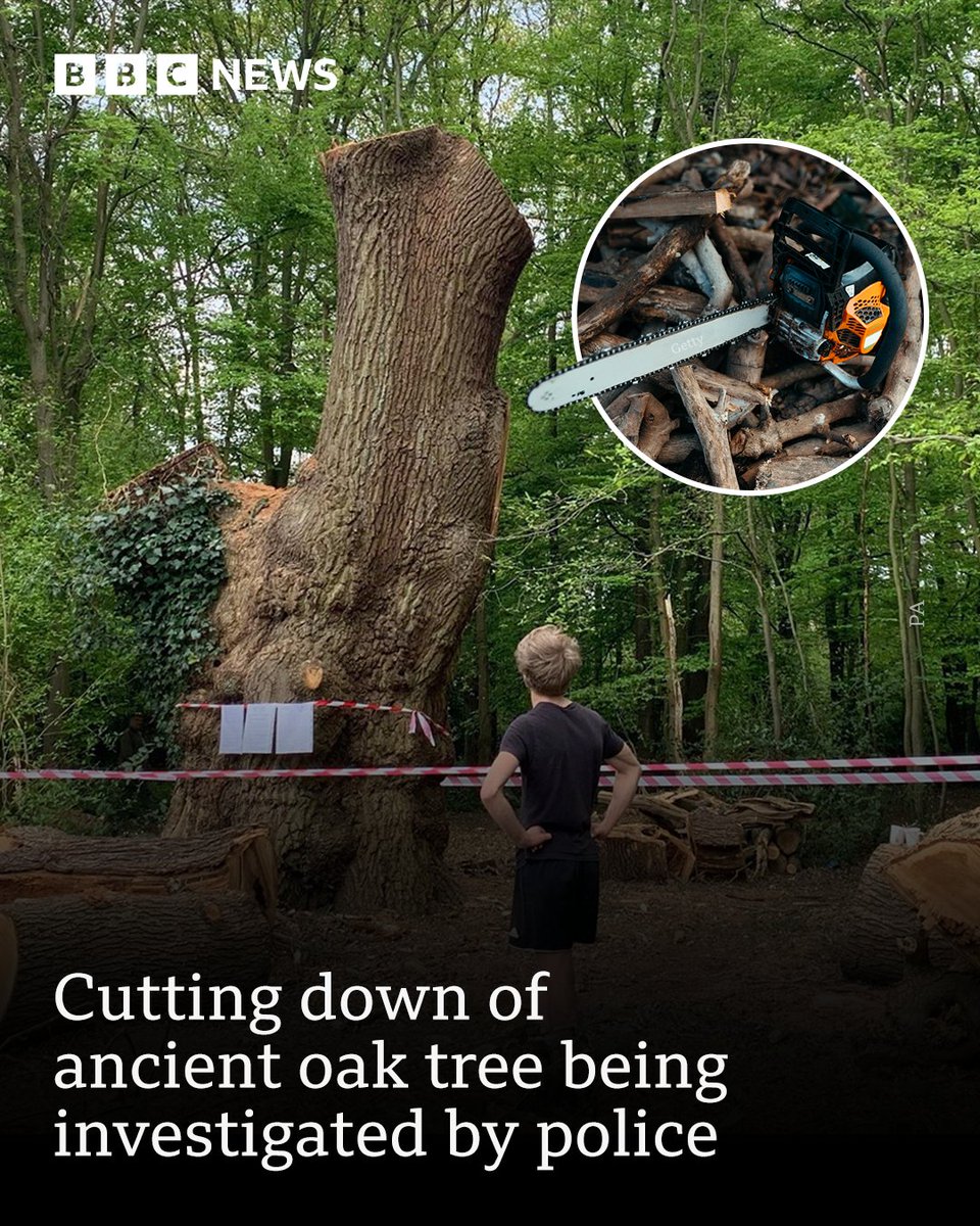 300-500-Year-Old Oak Felled in Enfield by Toby Carvery on Health and ...