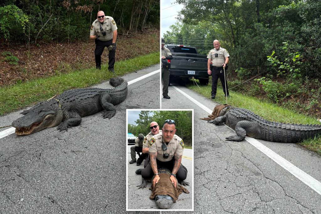 400-Pound Alligator Named Pepe Detained in North Carolina Amid Coastal ...