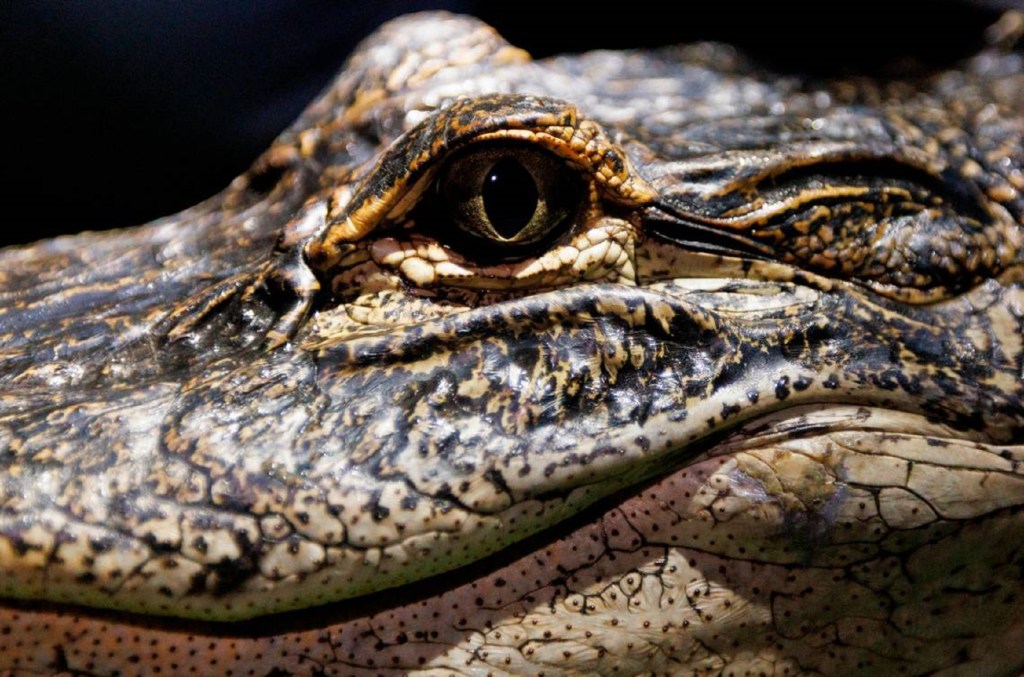 61-Year-Old Cynthia Diekema Killed by 11-Foot Alligator in Second ...