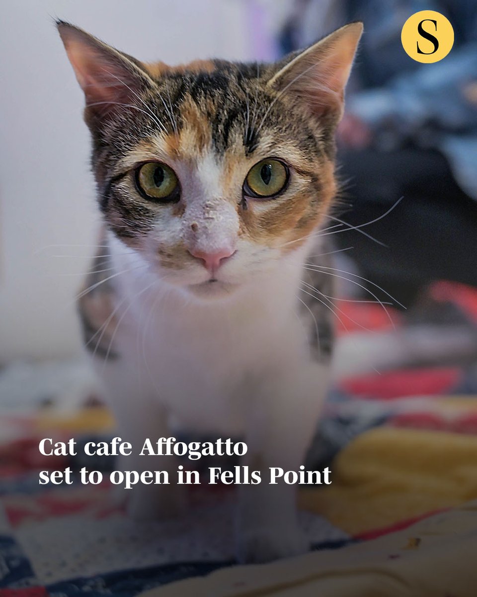 Affogatto Cat Cafe at 600 South Wolfe St. Founded by Tony Cusimano ...
