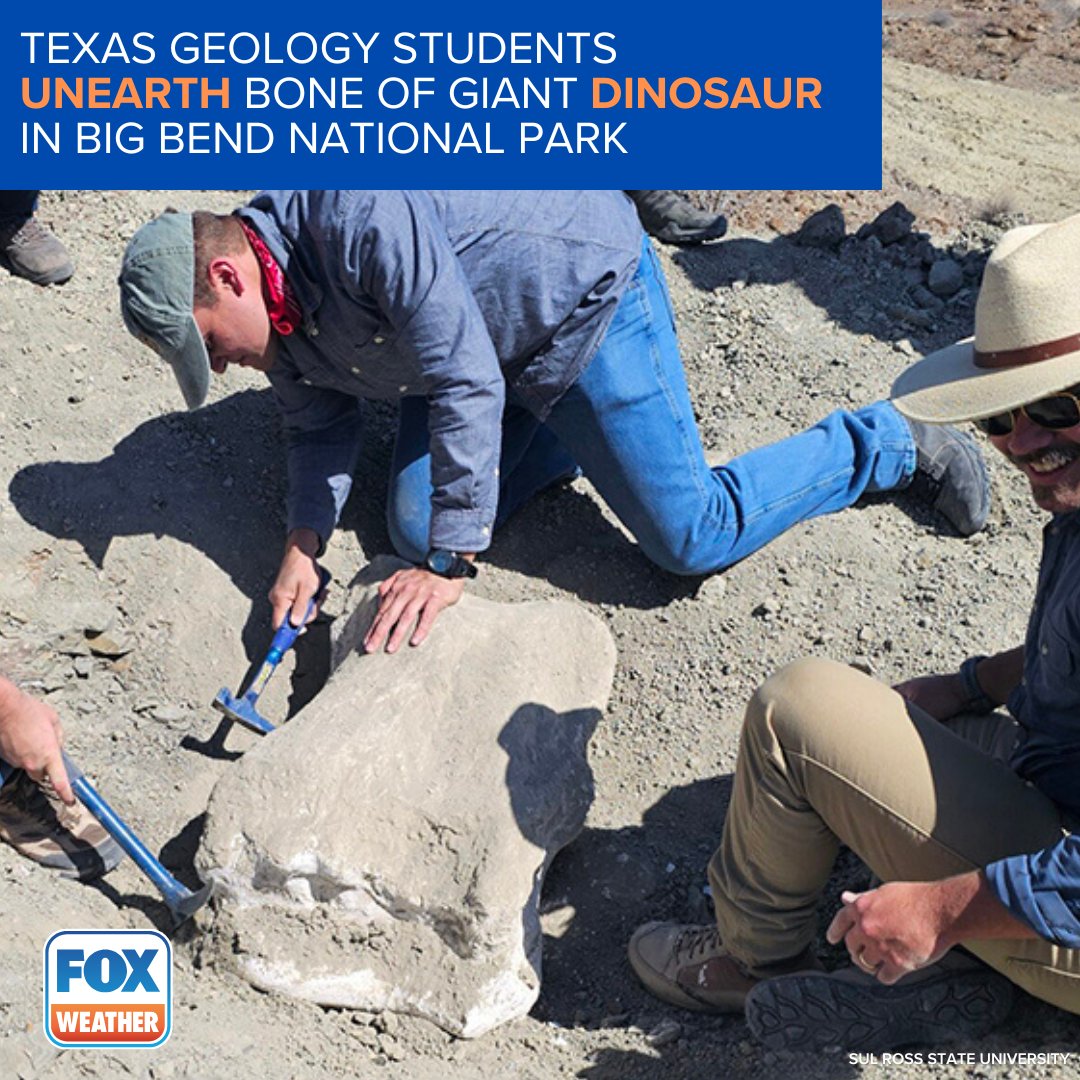 Alamosaurus Vertebra Found in Texas Big Bend, Three-Toed Dinosaur ...