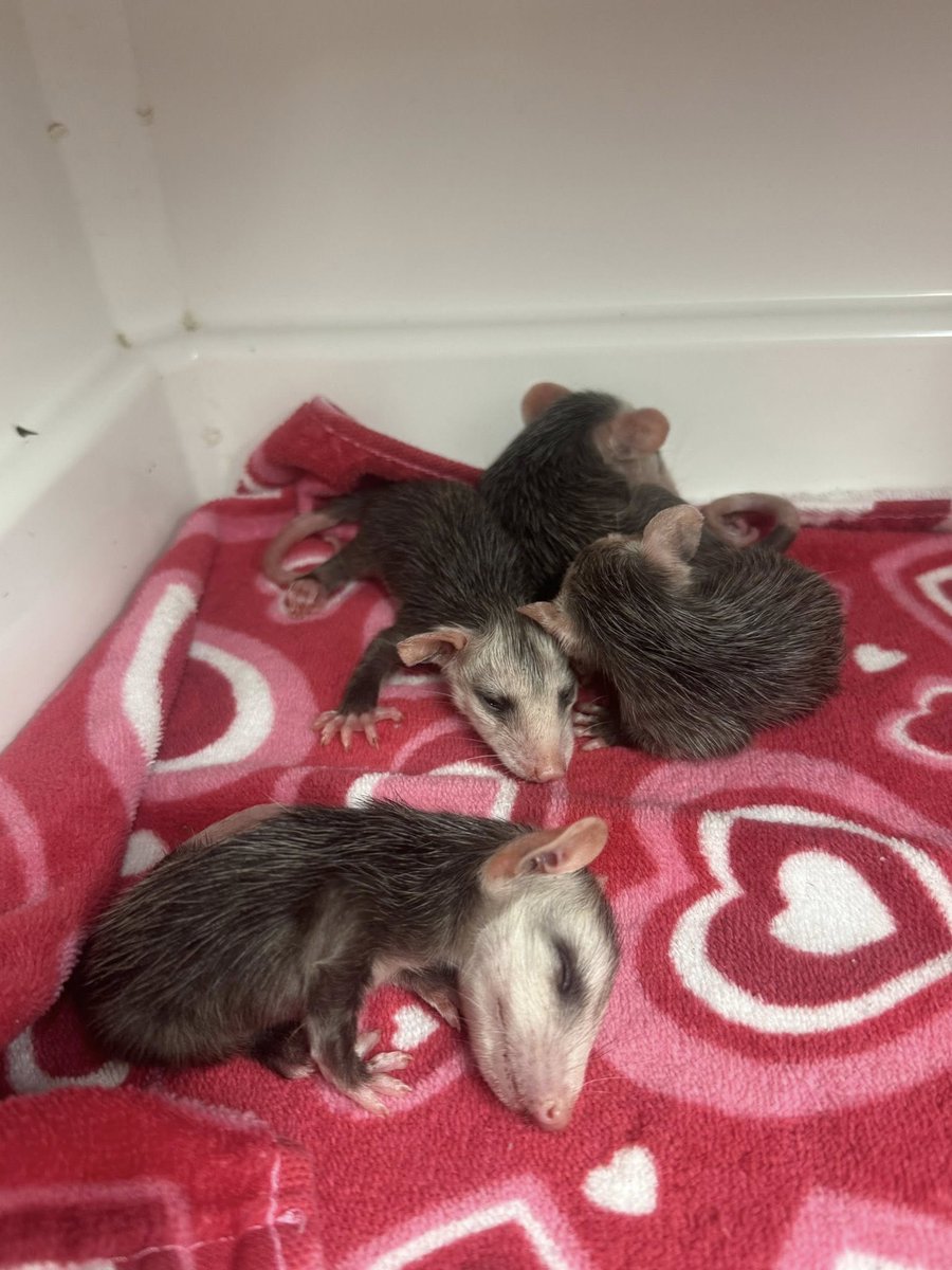 Austin Wildlife Rescue Shelters 70 Animals After Deadly Texas Floods ...