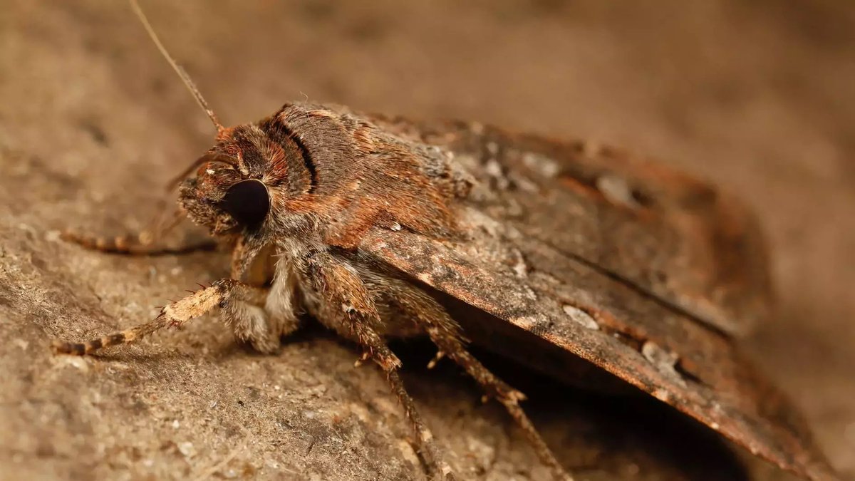 Australian Bogong Moths Use Stars and Earth's Magnetic Field to ...