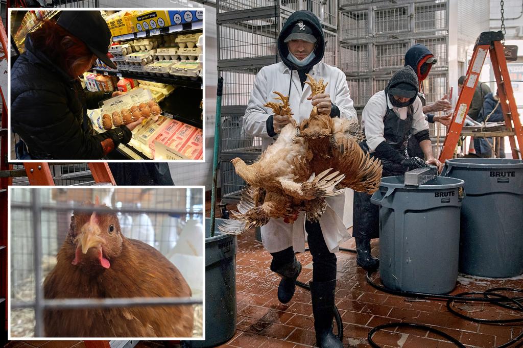 Avian Flu Outbreak Causes Egg Shortage, Price Surge; 30 Million ...