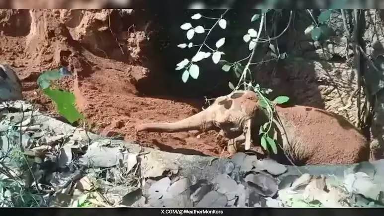 Baby Elephant Rescued from Mud Pit in Raigarh’s Gharghoda Forest Shows ...