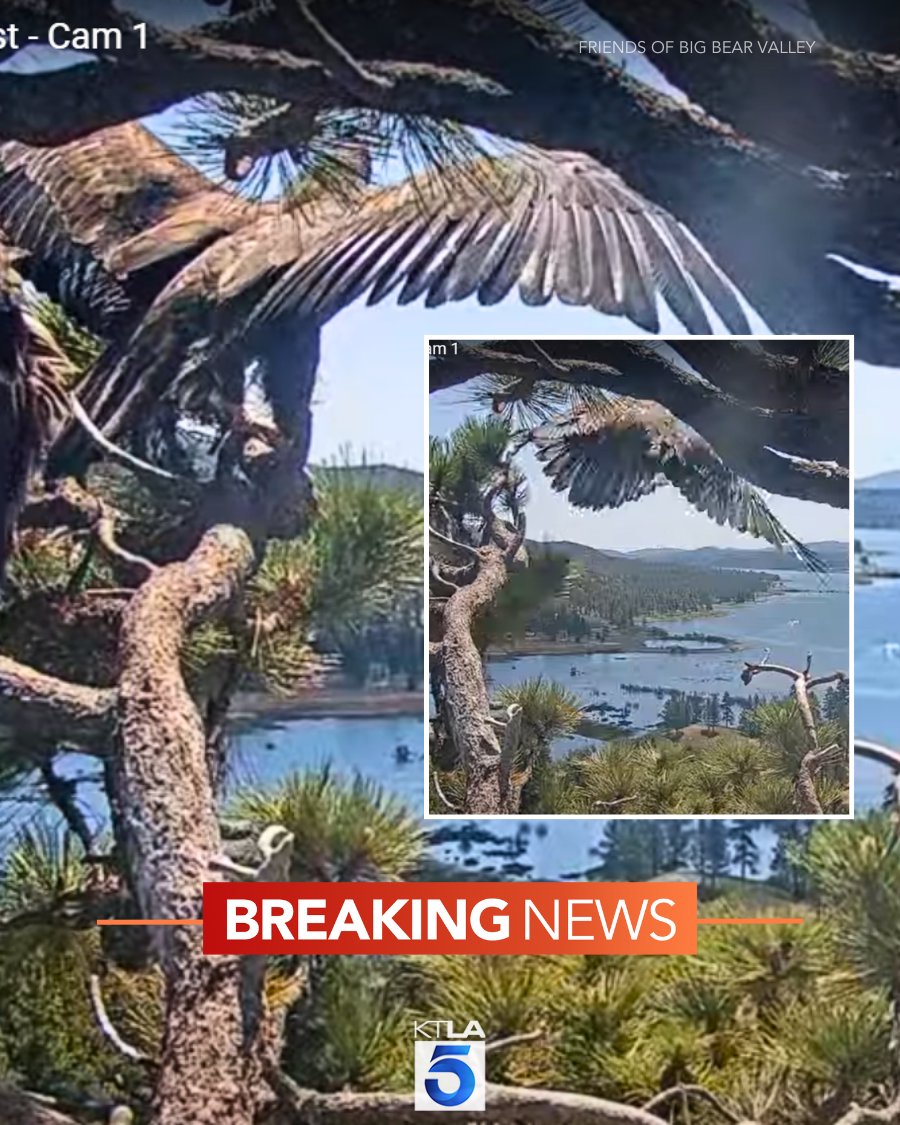 Big Bear Bald Eagle Eaglet Sunny, 88 Days Old, Takes First Flight ...