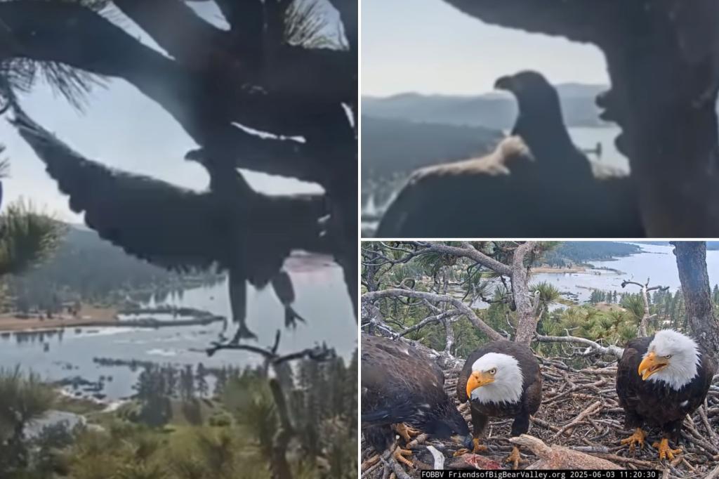 Big Bear Eaglets Gizmo and Sunny Fledge Together, Marking First Dual ...