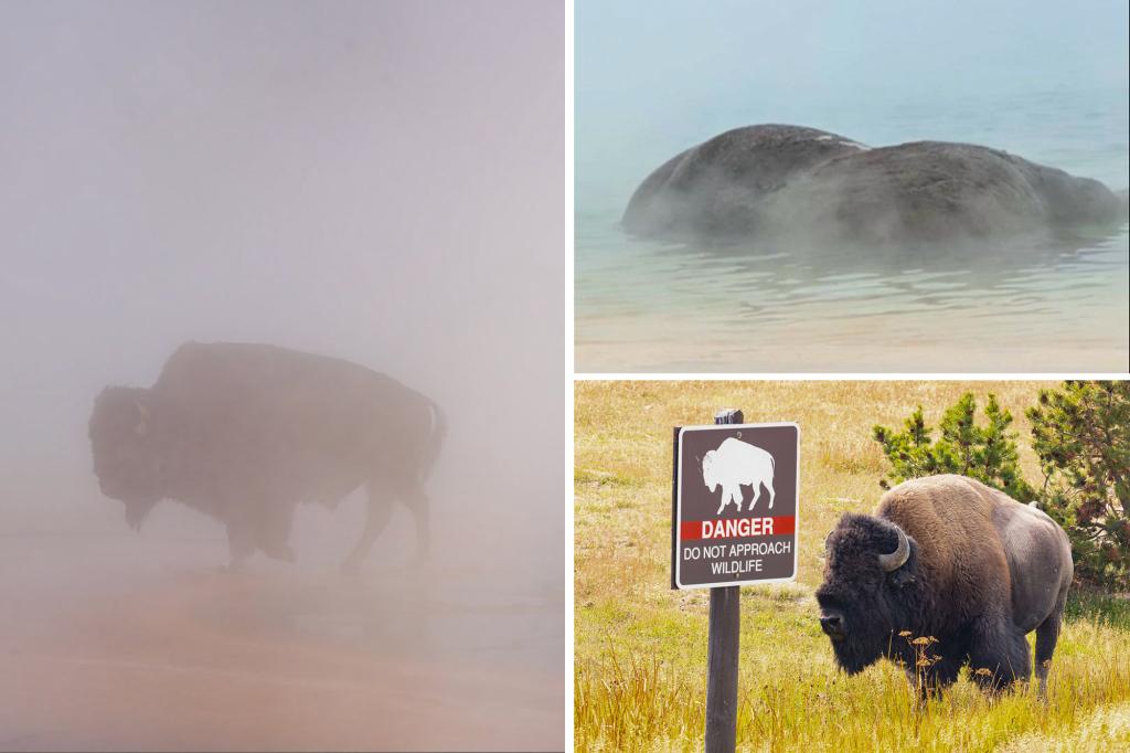 Bison Dies After Falling Into Grand Prismatic Spring at Yellowstone ...