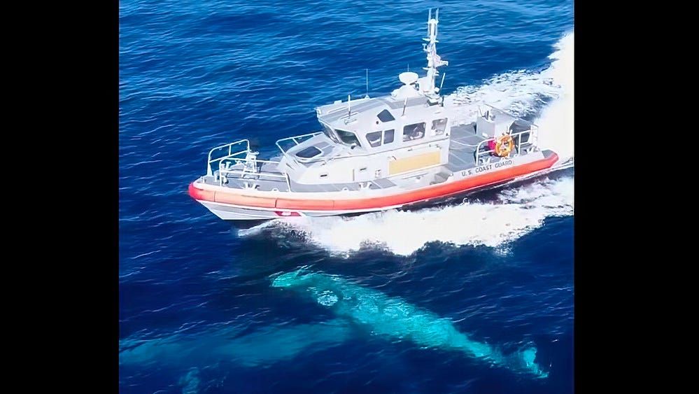Blue Whale Spotted Off Ilhabela Coast, Carinaria cristata Found in ...