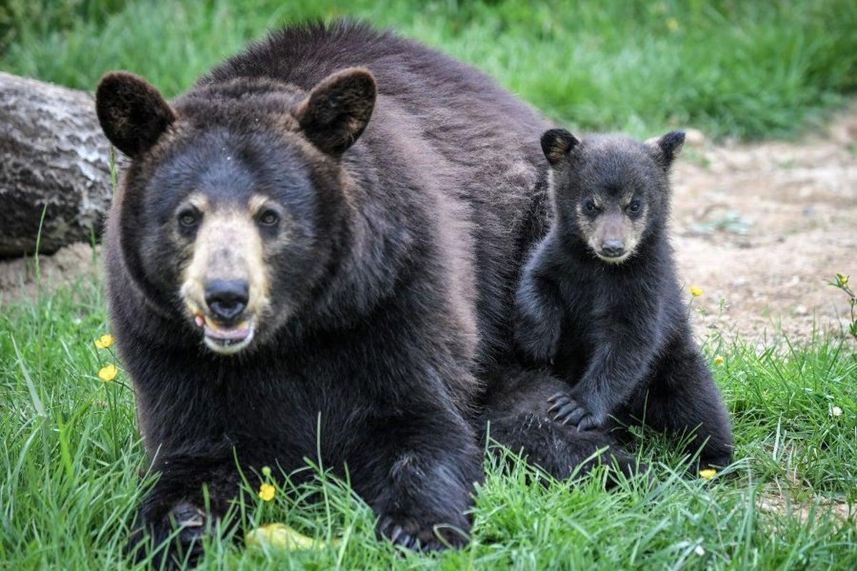 California Burglary Ring Charged After Bears Invade Damaged Magalia ...