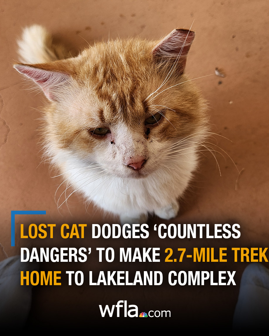 Cat George Makes 2.7-Mile Solo Journey Home Crossing Busy Roads After ...
