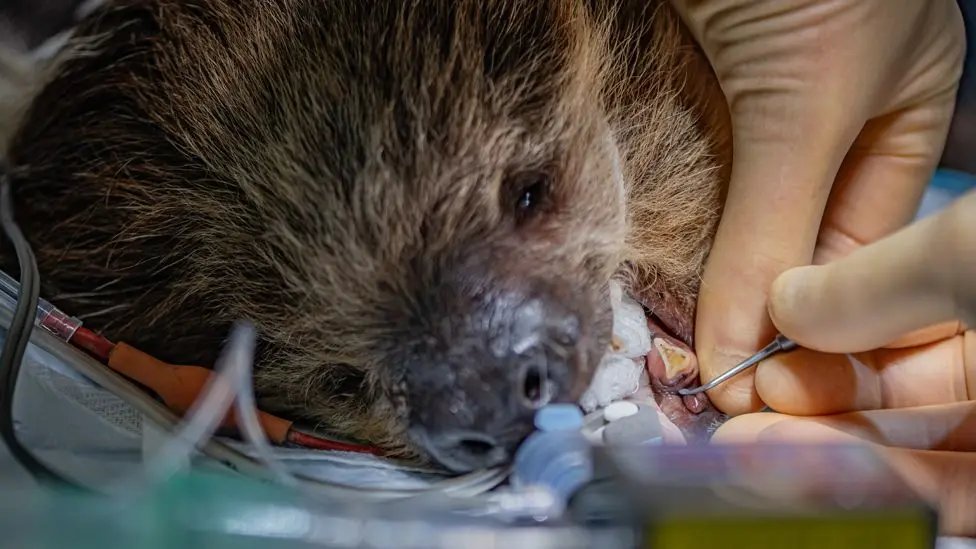 Chester Zoo and Newcastle University Cure Rico, 25-Year-Old Two-Toed ...