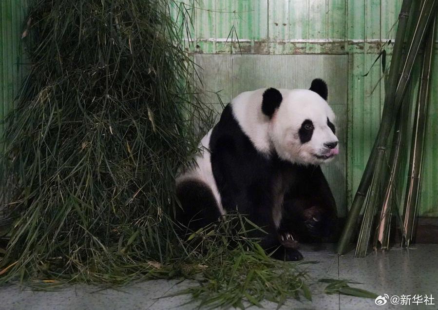 China's Giant Pandas Fu Wa and Feng Yi Return from Malaysia as Zoo ...