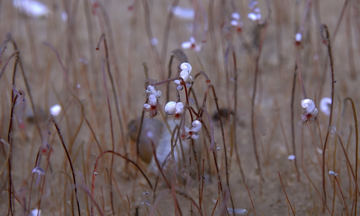 Chinese Academy of Sciences Discovers Deepest Chemosynthesis-Based ...