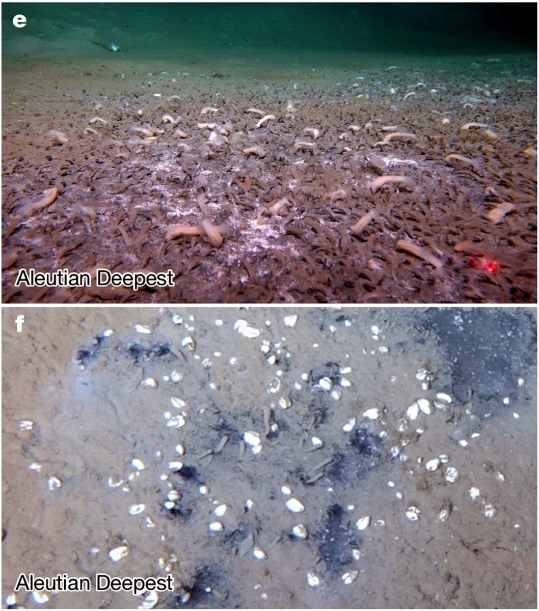 Chinese Expedition in Red Sea Discovers Deepest Ocean Ecosystem at 10 ...