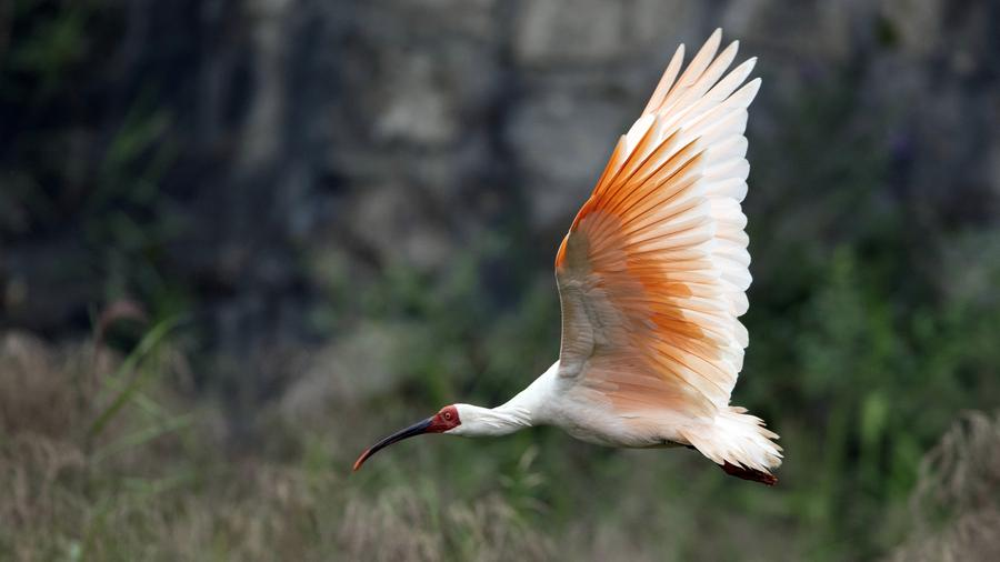 Chinese Researchers Use Shotgun Sequencing and qPCR Airborne eDNA for ...