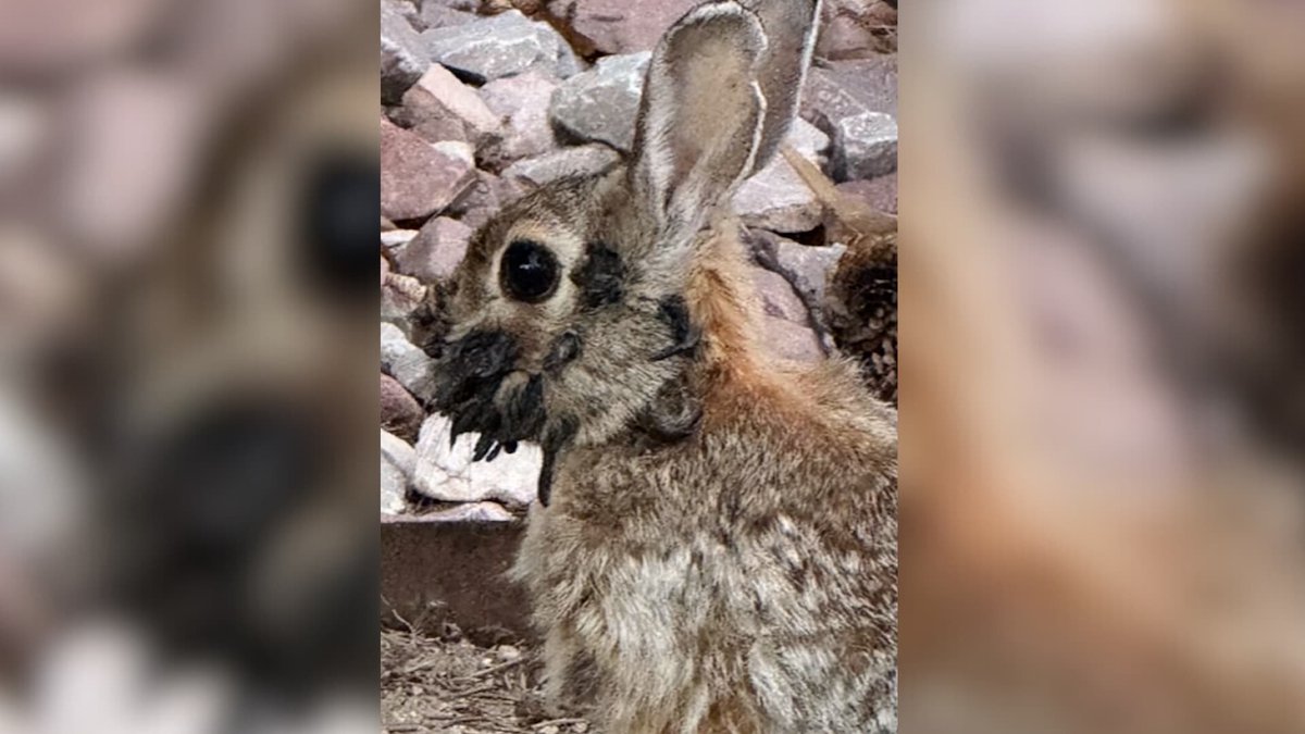 Colorado Rabbits Develop Horn-Like Growths From Cottontail Rabbit ...