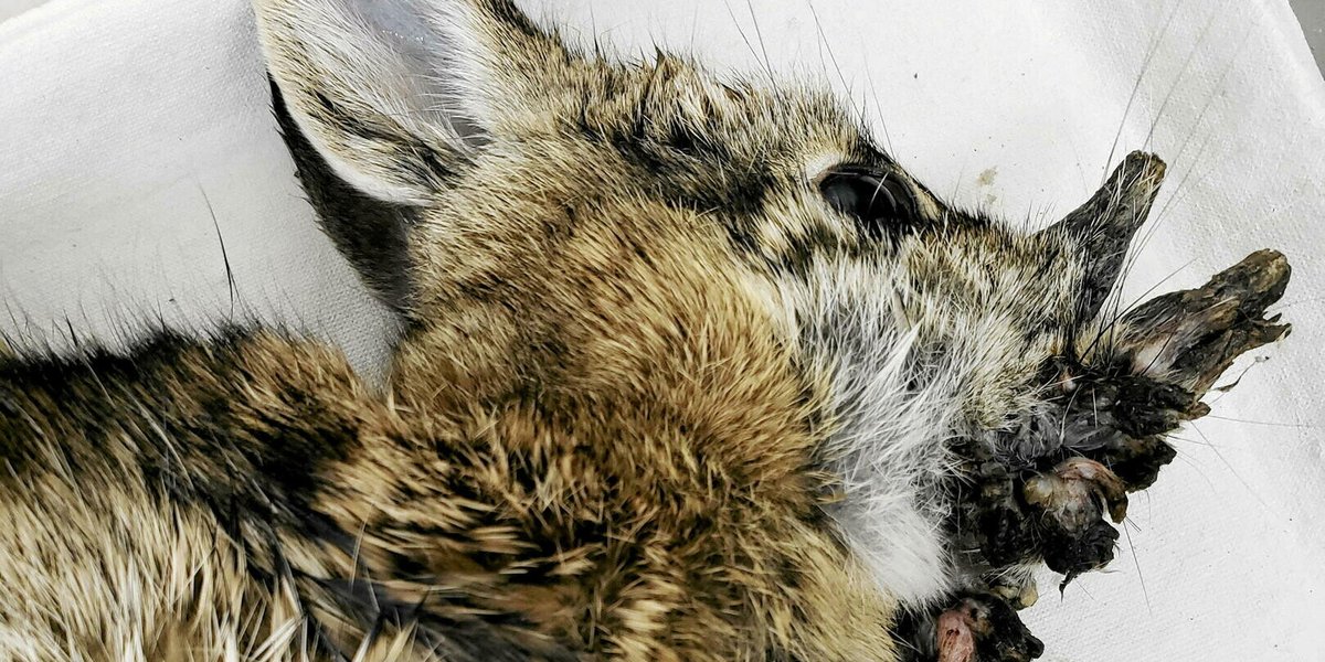 Colorado Rabbits Infected with Cottontail Rabbit Papillomavirus Develop ...