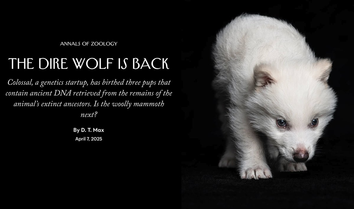 Colossal Biosciences Brings Back Dire Wolf After 10,000 Years of ...