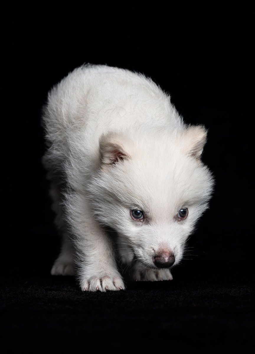 Colossal Biosciences Claims to Create First Dire Wolf Cub Named Remus ...