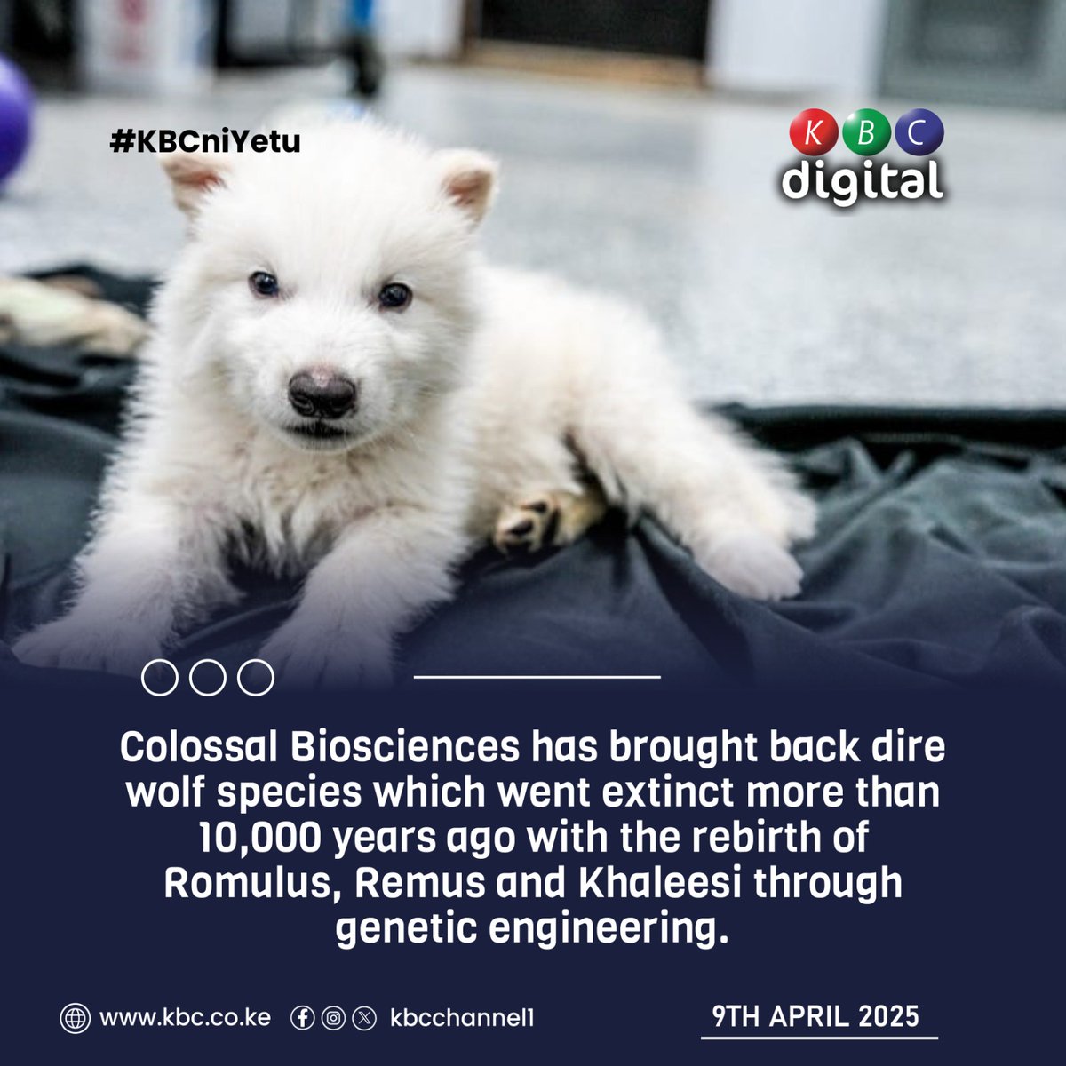 Colossal Biosciences Revives Dire Wolf with Pups Romulus, Remus, and ...