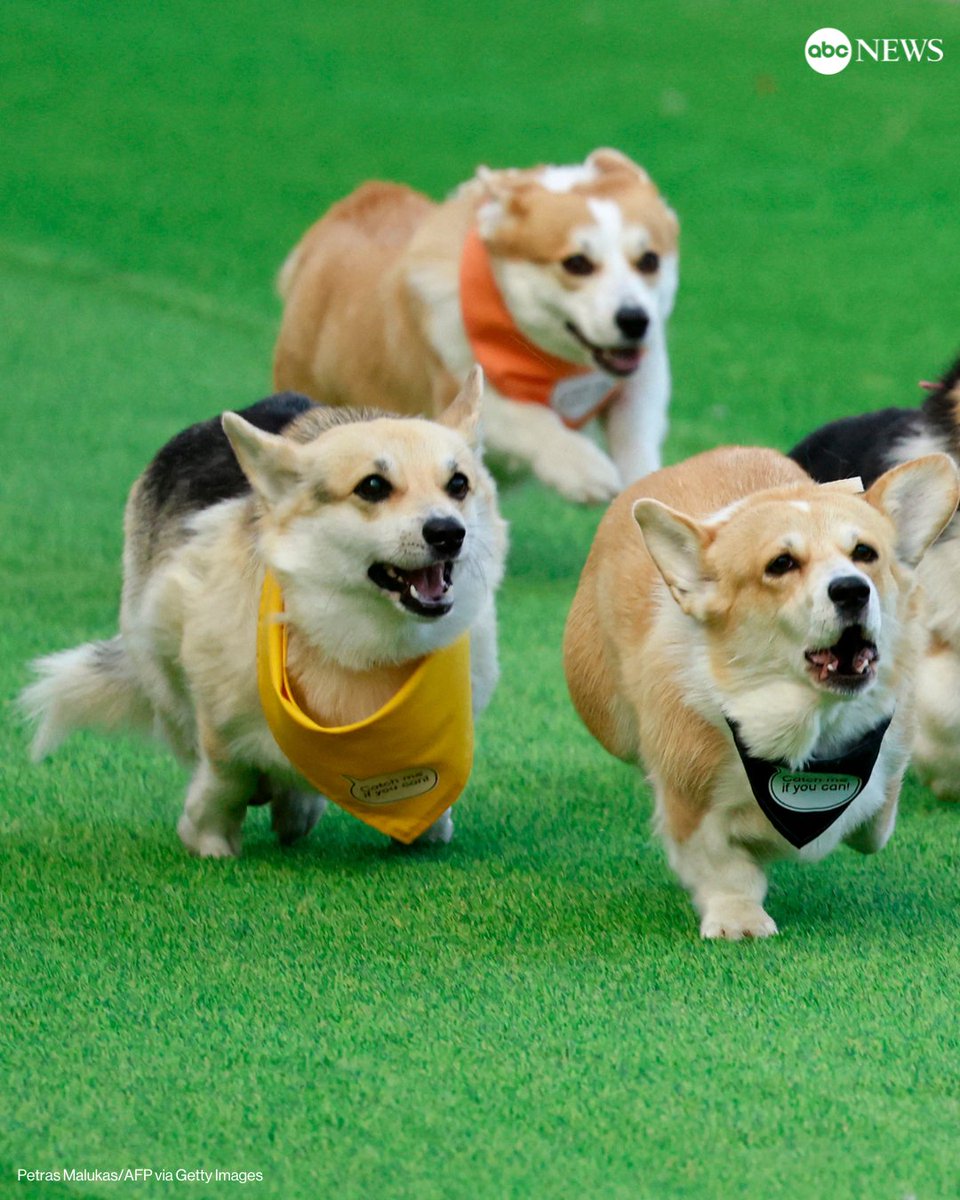 Corgi Race Vilnius Draws 120 Teams and Thousands of Spectators ...