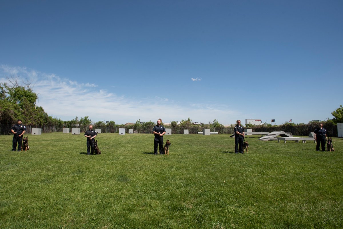 Coyote, Belgian Malinois Police Dog, Performs Brazil's First Parachute ...