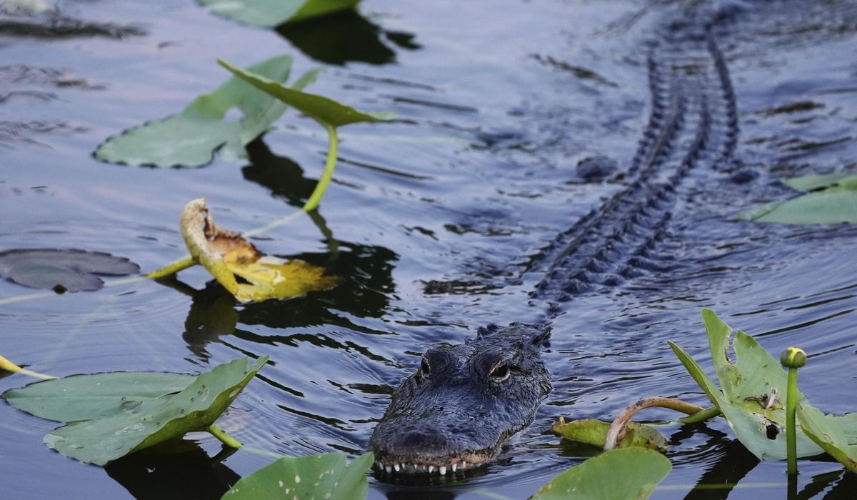 Cynthia Diekema, 61, Killed by Alligator While Canoeing with Husband on ...