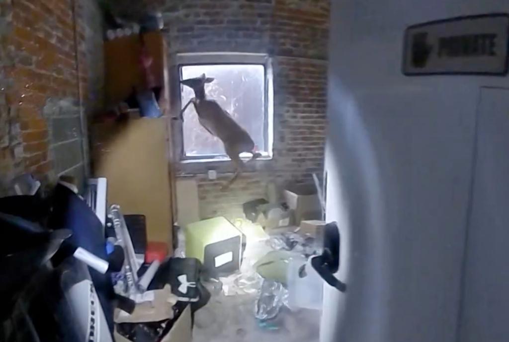 Deer Crashes Through Window of Keokuk Hair Salon, Leaves Trail of Blood ...