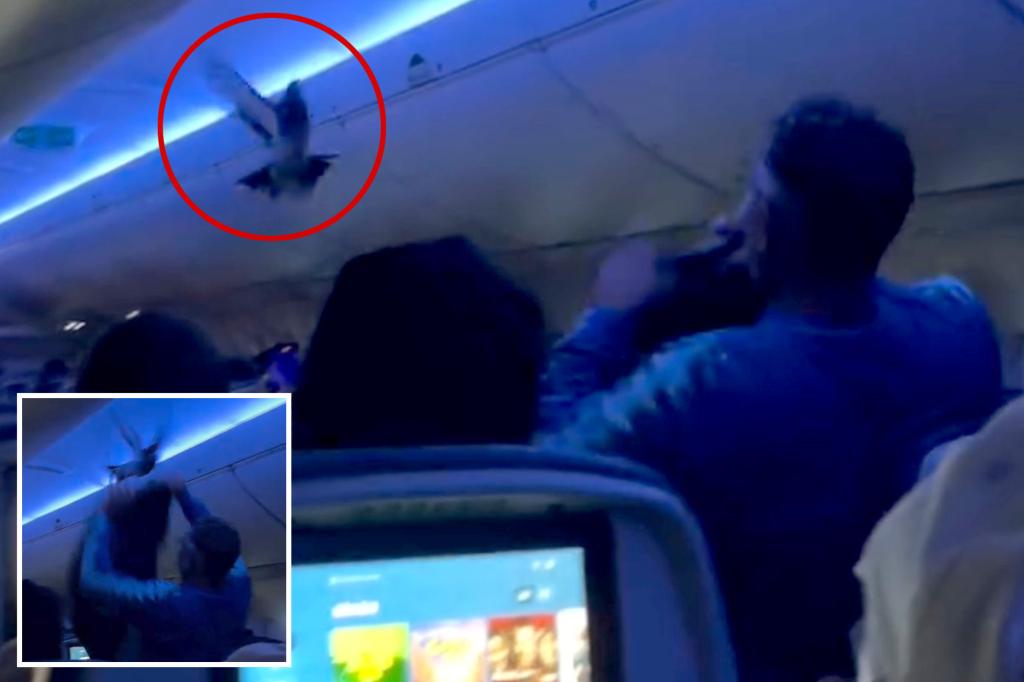 Delta Flight 2348 Delayed 56 Minutes After Pigeons Board Cabin in ...