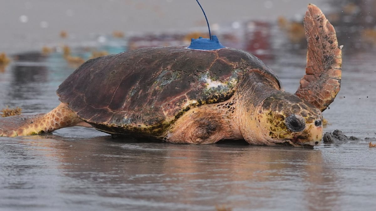 Dilly Dally, Loggerhead Sea Turtle, Returns to Ocean After Flipper ...