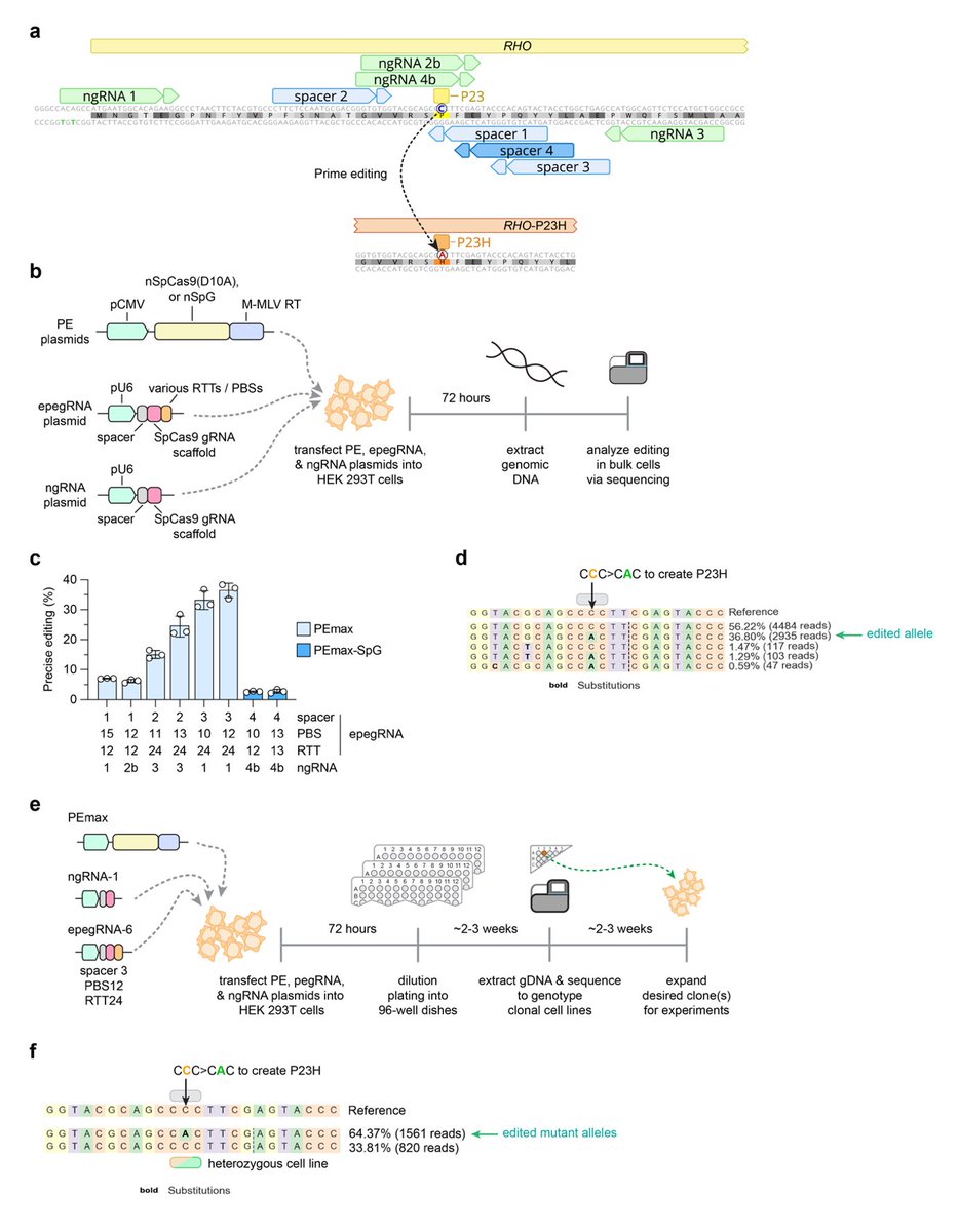 DNABERT-Epi and PAMmla Models Enable Custom CRISPR-Cas9 Enzymes with ...