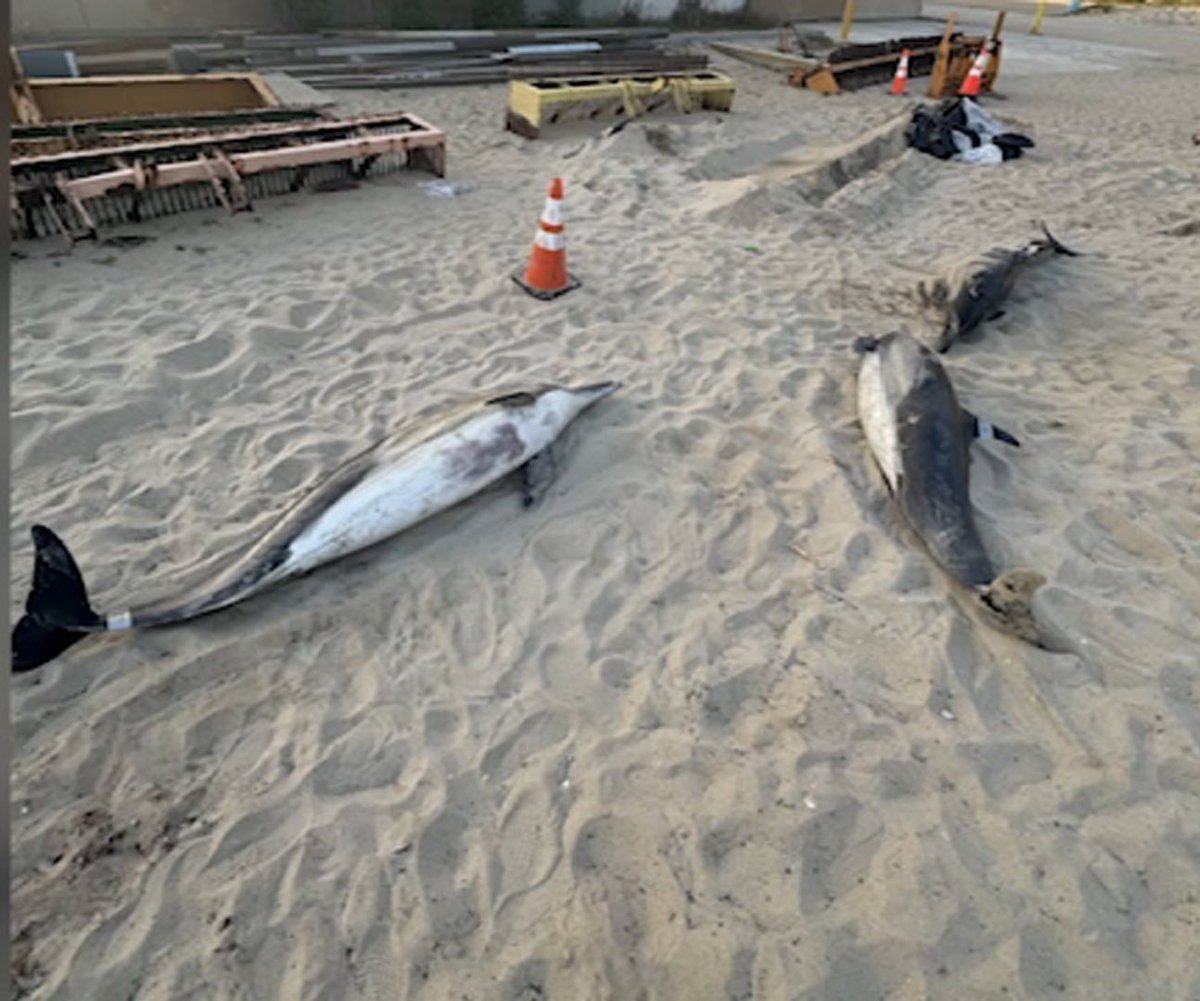 Domoic Acid From Toxic Algae Bloom Kills Over 50 Dolphins in LA, 16 in ...