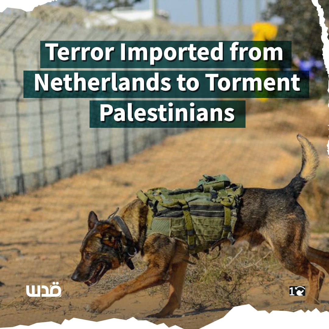Dutch Government Faces Accusations of Complicity in Israeli Actions ...