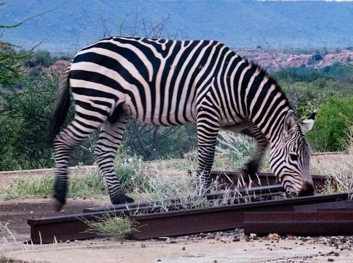 Escaped Zebra Ed Eludes Capture in Rutherford County, Tennessee, After ...