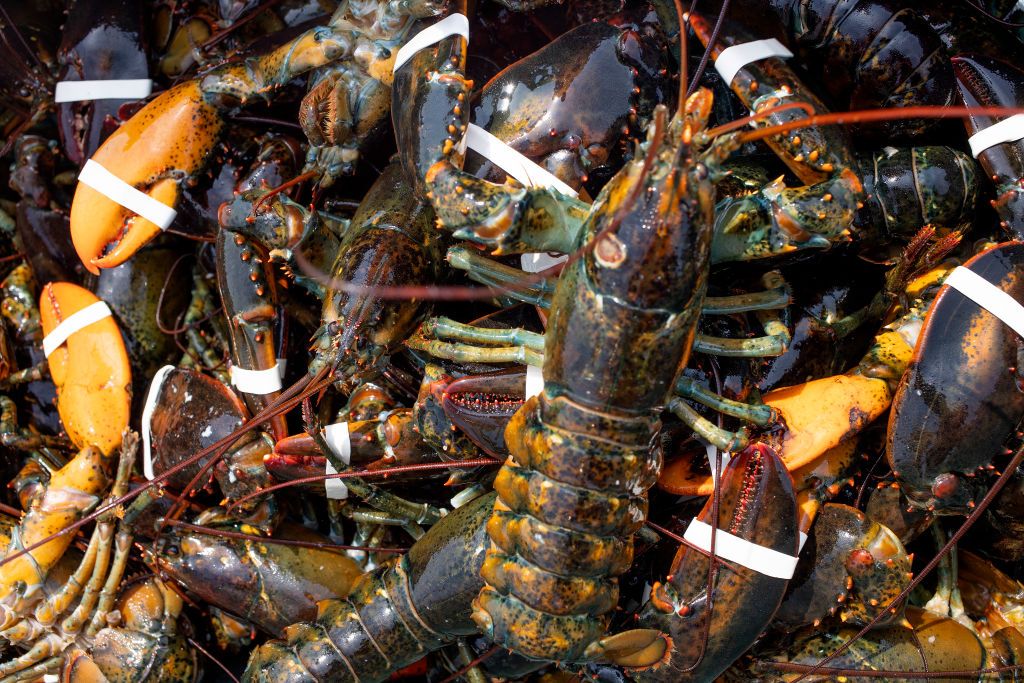EU Considers Extending Tariff-Free Lobster Deal with US Amid Trump ...