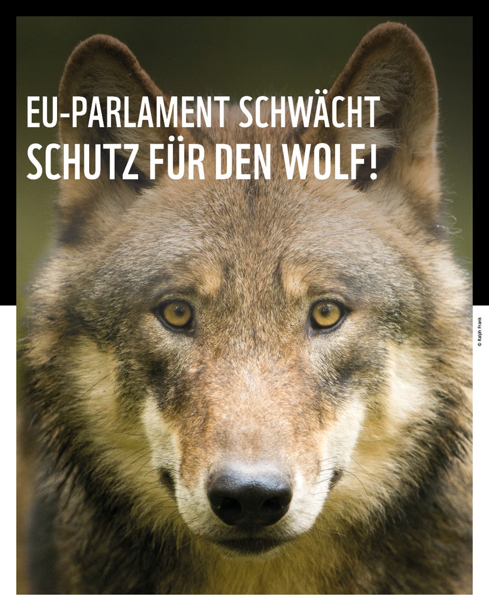 EU Parliament Votes 371-162 to Downgrade Wolf Protection After ...