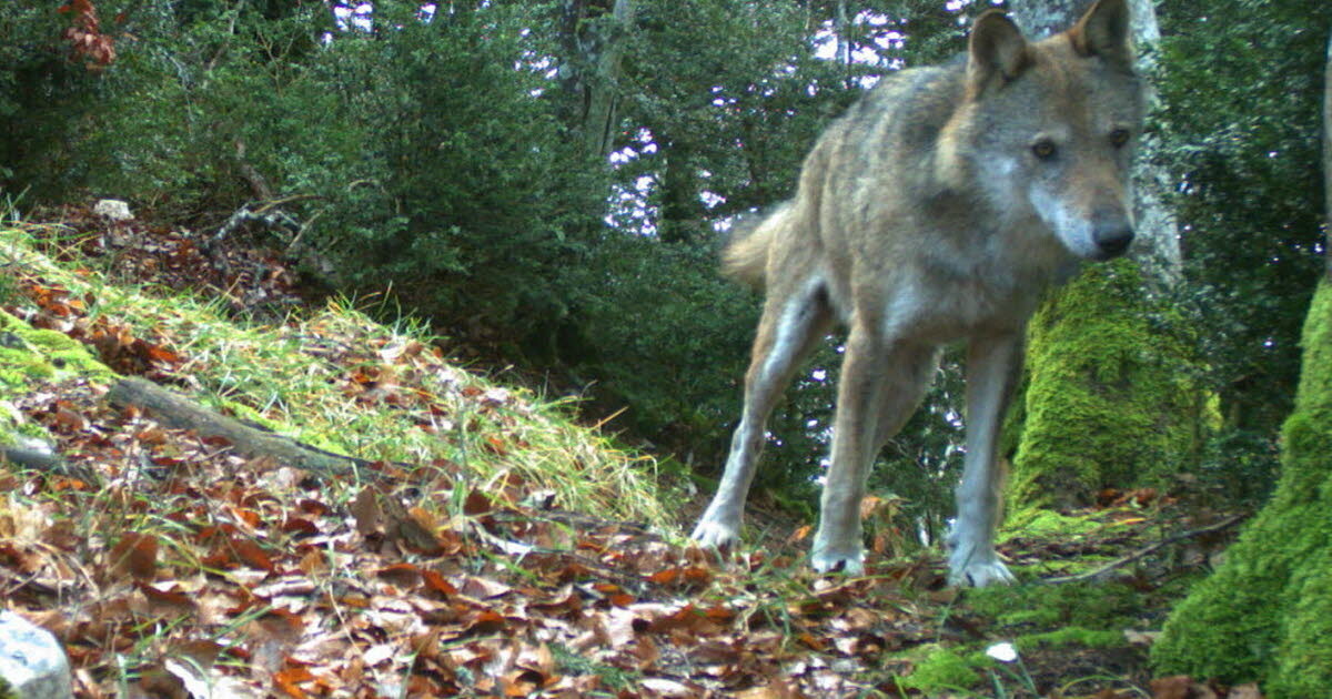 EU Reduces Wolf Protections as Colorado Fully Staffs Range Rider ...