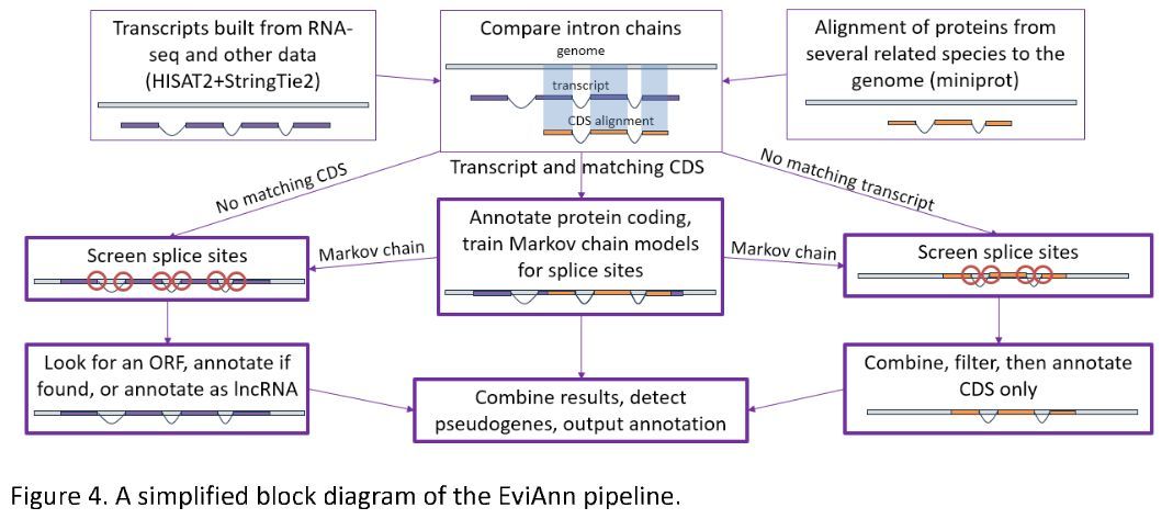 EviAnn Evidence-Based Genome Annotation Led by Aleksey Zimin ...