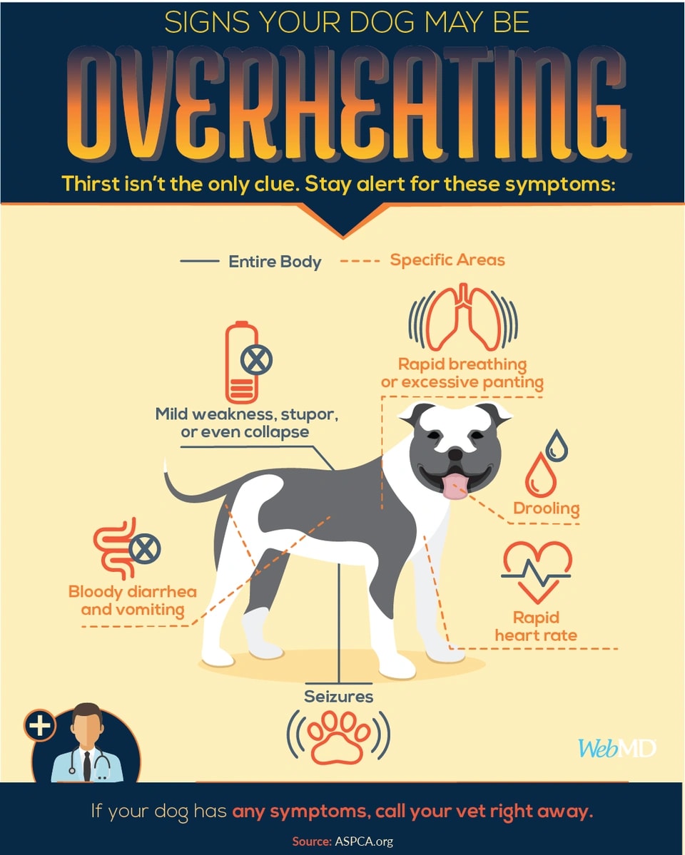 Experts Urge Pet Owners to Protect Animals Amid Heat Advisory with Tips ...