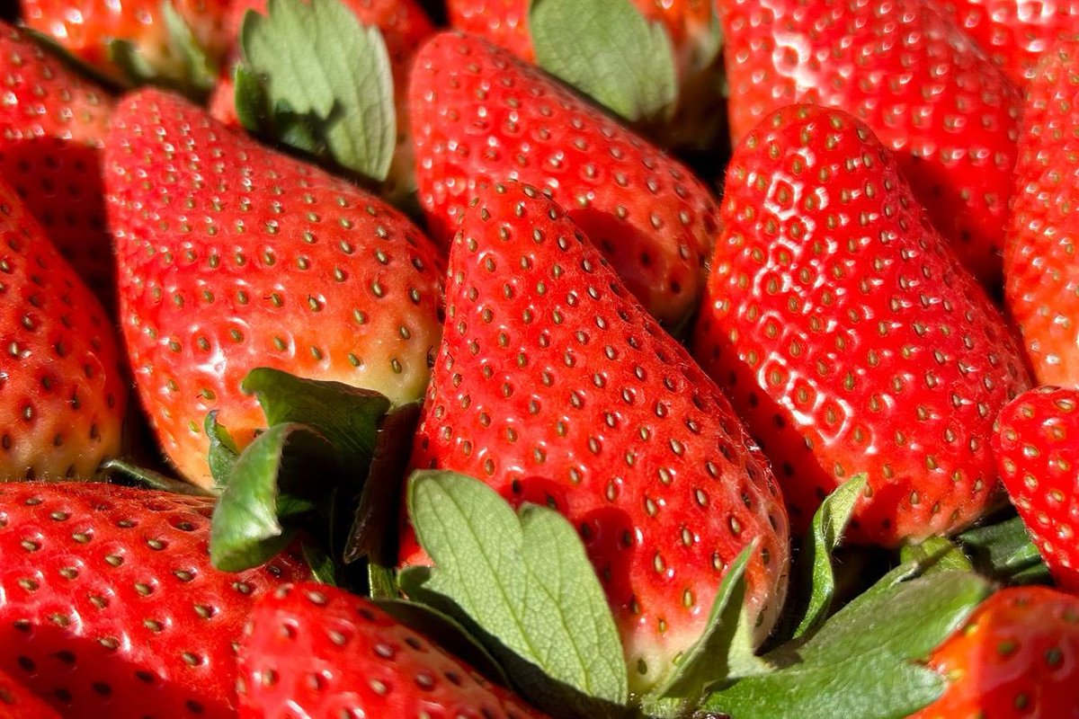 FDA Approves Virus-Resistant CRISPR-Edited Pigs and Gene-Edited Fruits ...