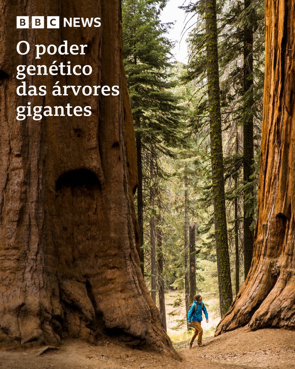 Felling of 500-Year-Old Oak in Enfield by Toby Carvery Sparks ...