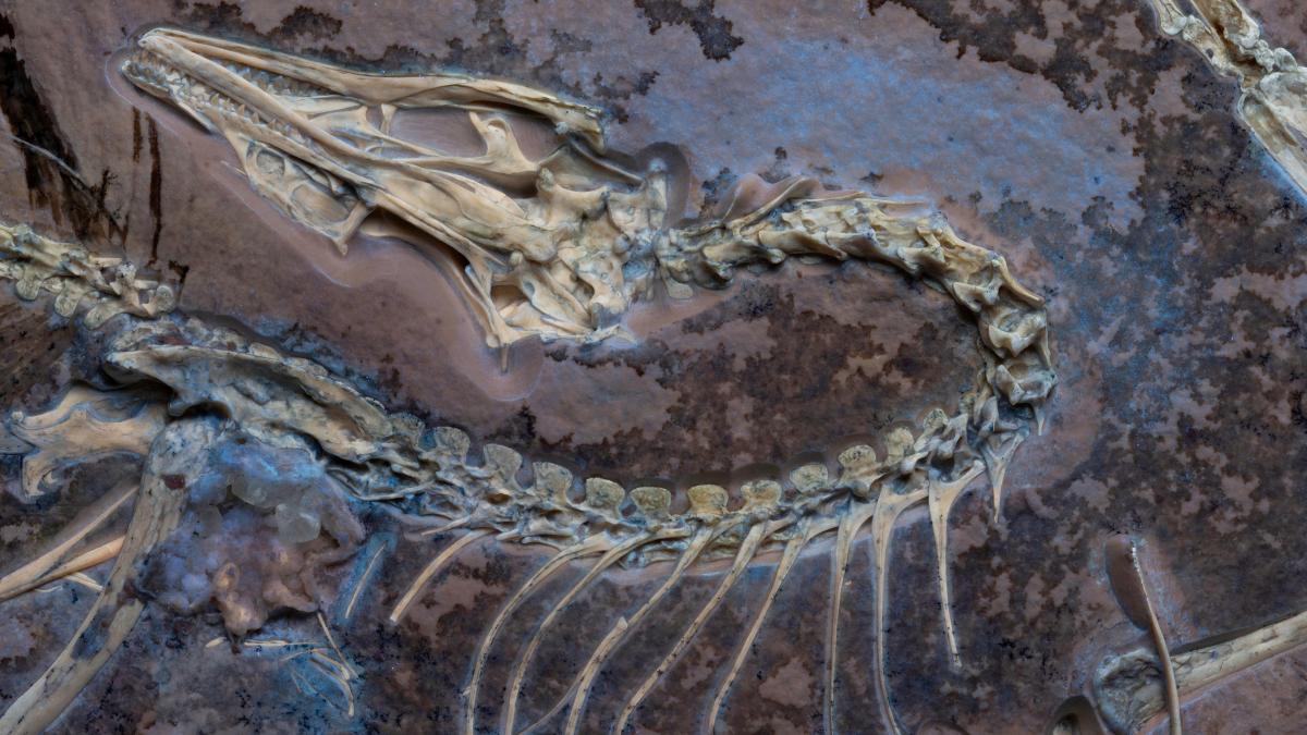 Field Museum Unveils Smallest, 14th Archaeopteryx Fossil; CT Scans ...