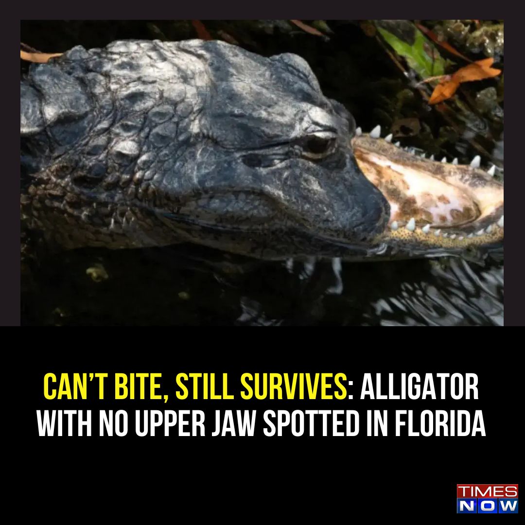 Five-Foot 'Pipe Pup' Alligator Found in Oviedo, Florida; Cannibalism ...