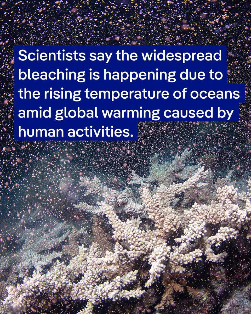 Fourth Global Bleaching Event Since 2023 Affects 84% of World's Coral ...