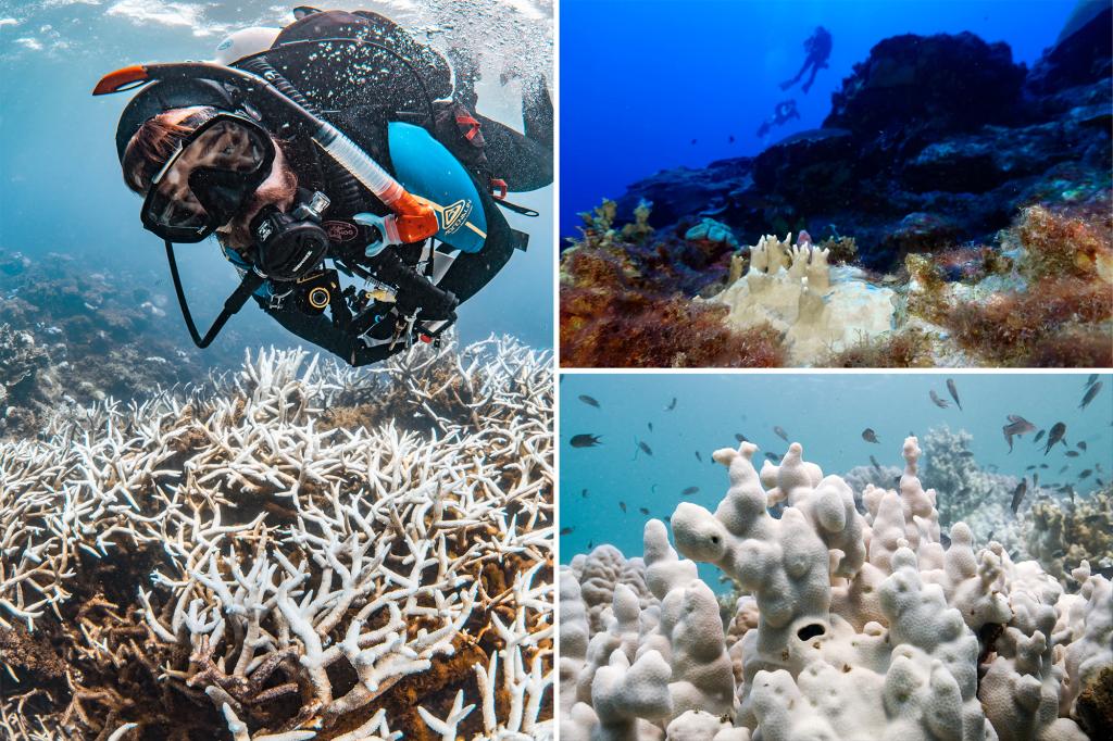 Fourth Global Coral Bleaching Event Since 1998 Hits 84% of World's ...