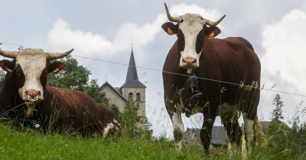France Confirms Multiple Lumpy Skin Disease Outbreaks in Savoie ...
